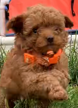 - Poodles to Poodles